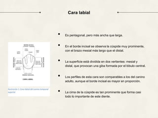Anatomía Dental II - Canino Deciduo | PPTX