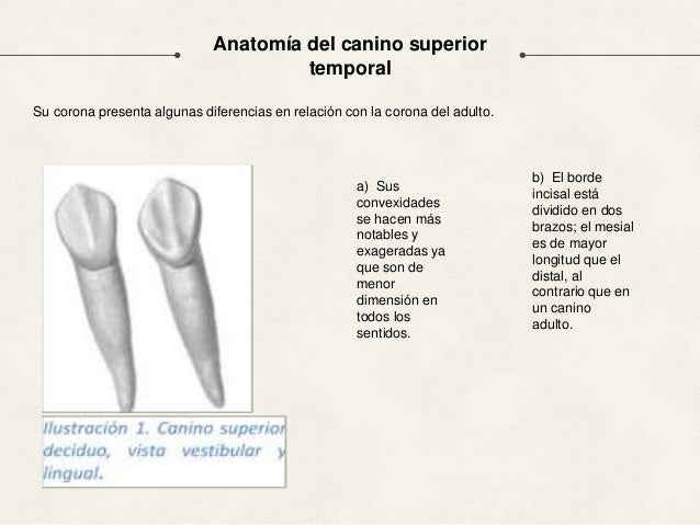 Anatomía Dental II - Canino Deciduo