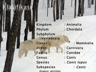 Canis lupus arctos | PPT