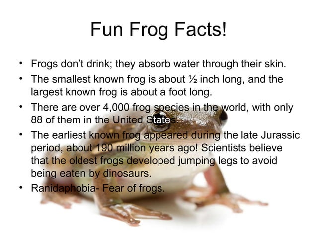 Can It Really Rain Frogs? | PPT | Weather | Science