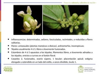 Cannabaceae (1) (1).pptx Orden de la familia | PPTX