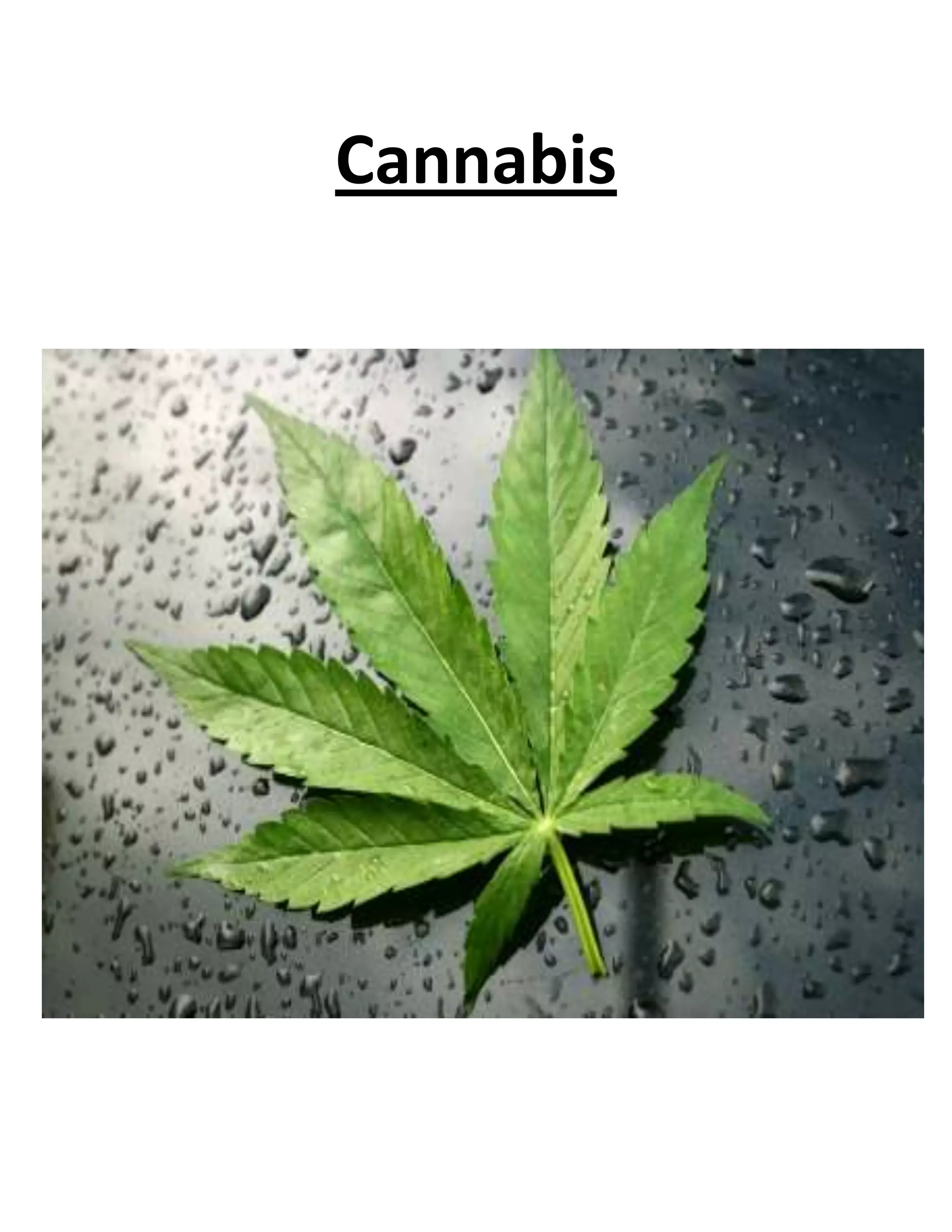 Cannabis | DOCX