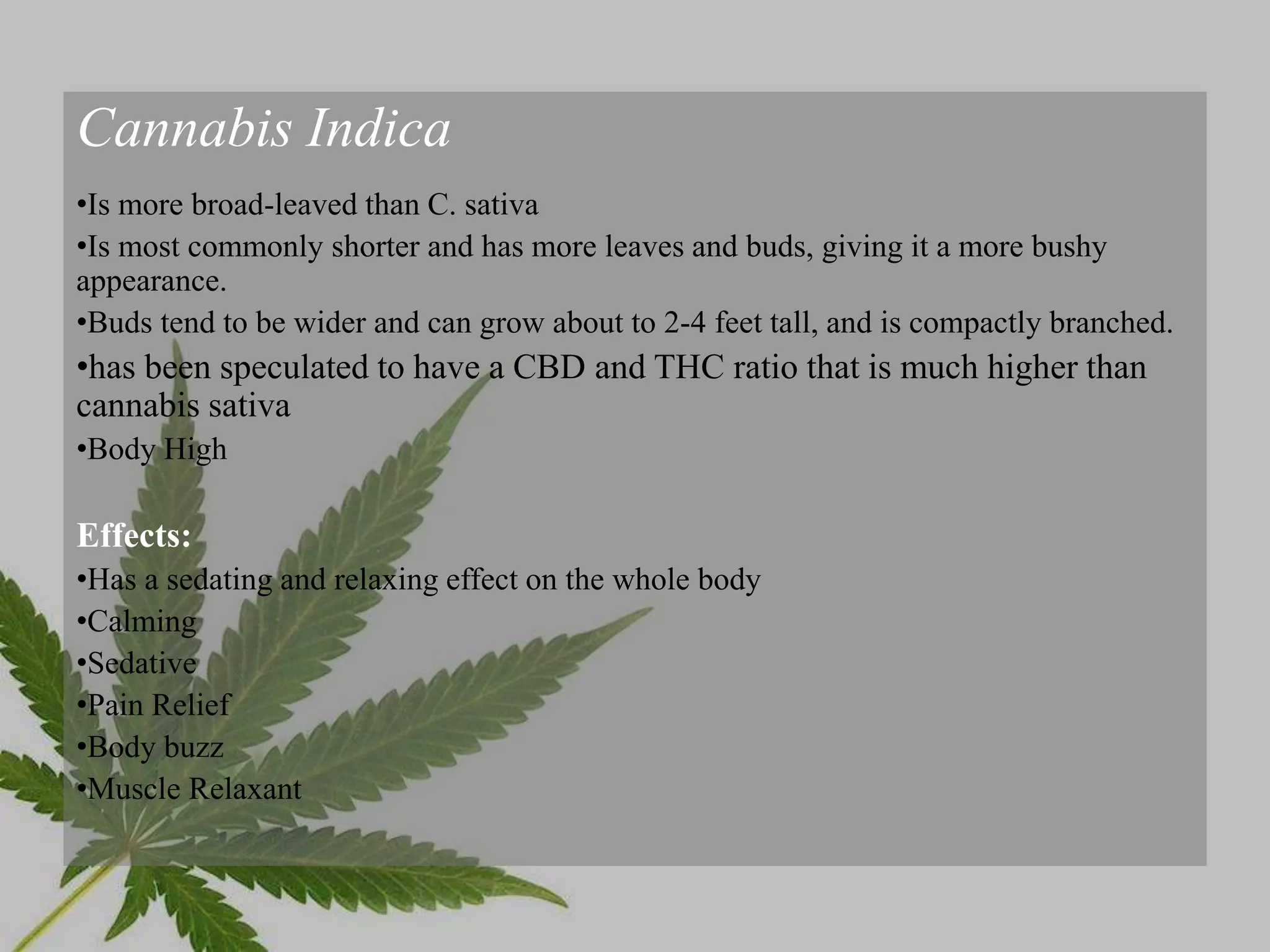 Cannabis.ppt