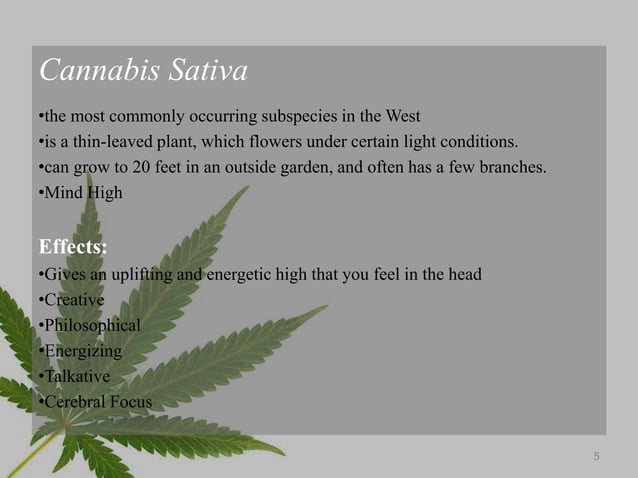 Cannabis.ppt | Herbs and Supplements | Alternative Medicine