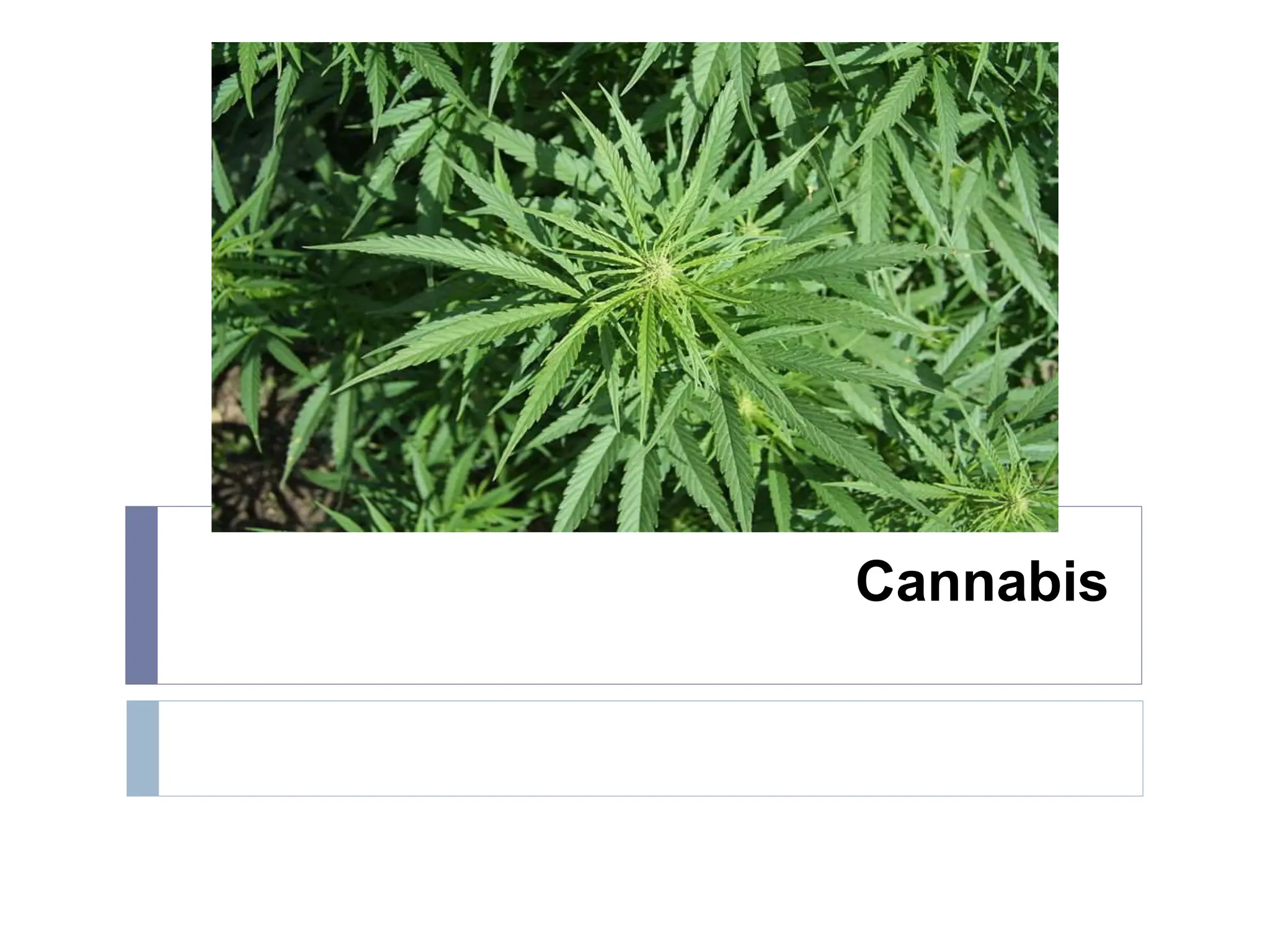 cannabis - Botany, propagation, uses, etcpptx | PPTX