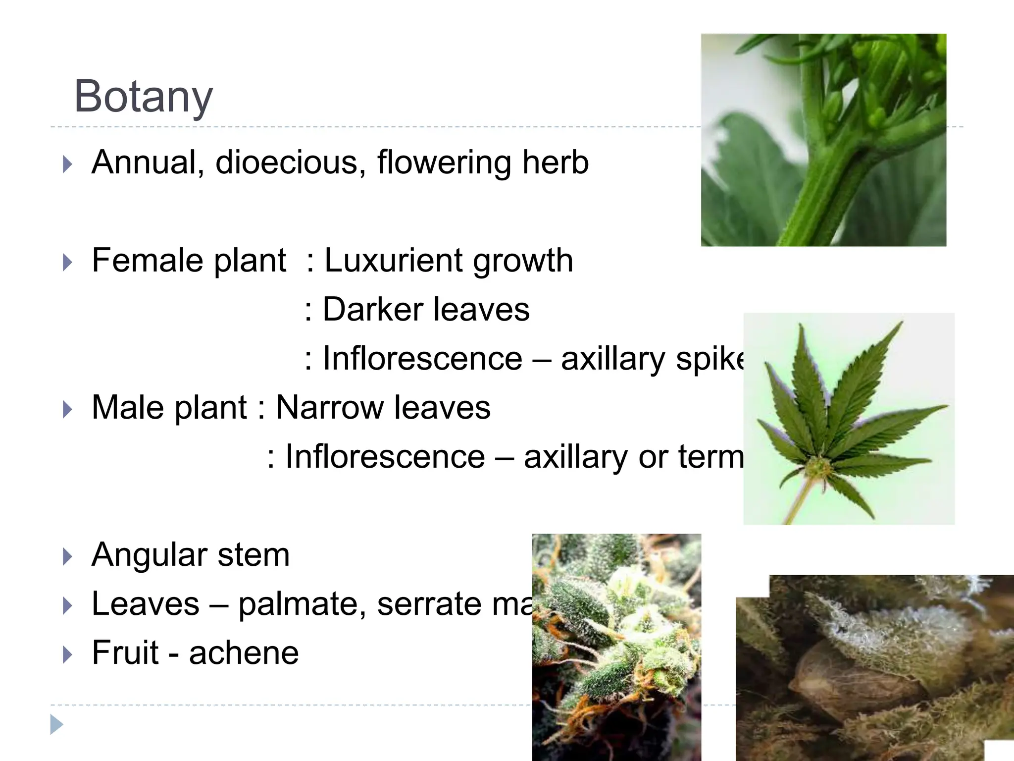 cannabis - Botany, propagation, uses, etcpptx | PPTX