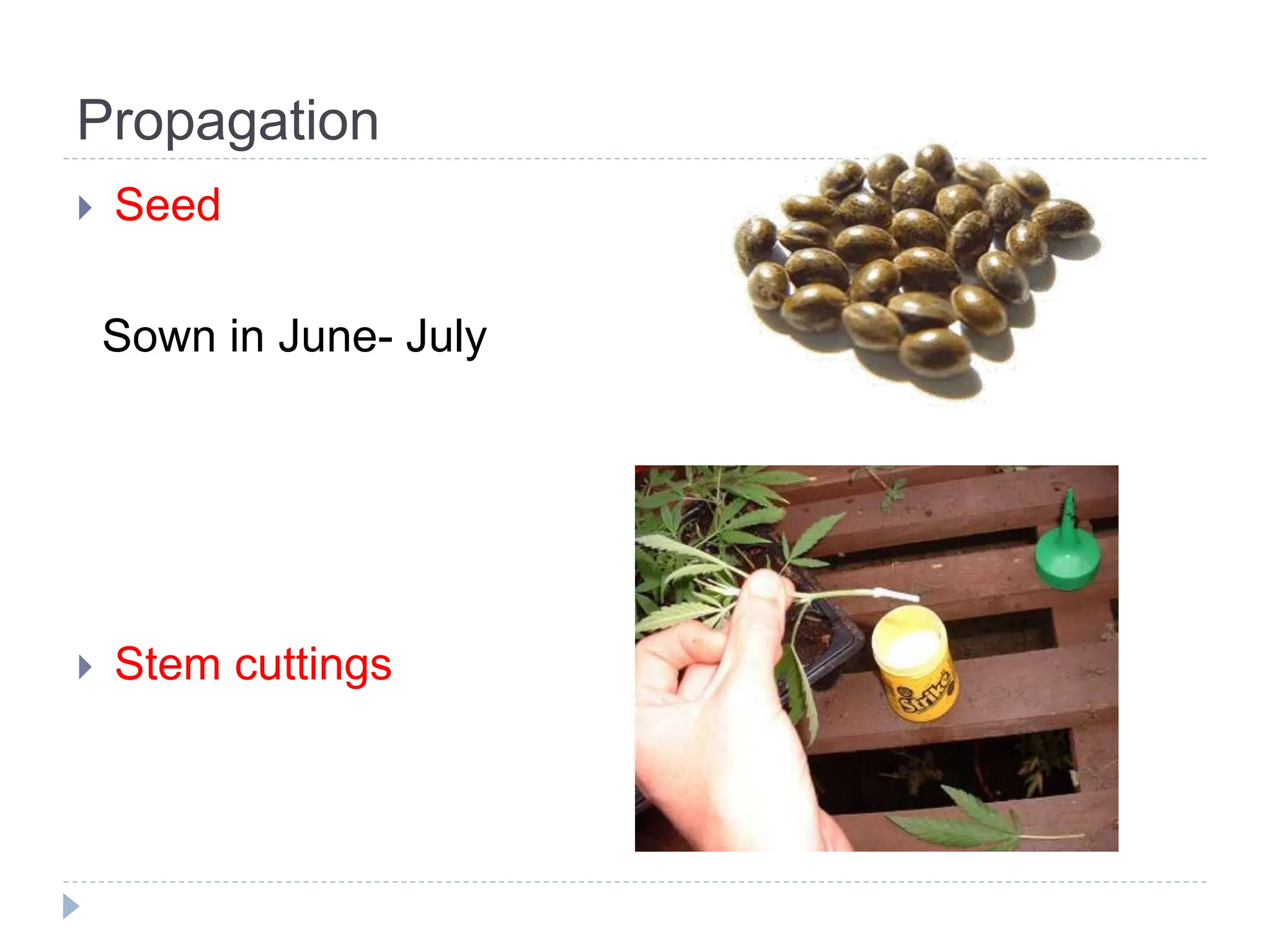 cannabis - Botany, propagation, uses, etcpptx | PPTX