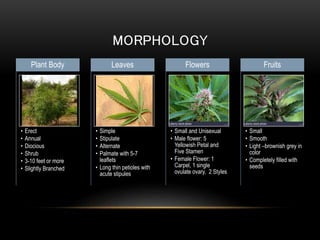 Cannabis sativa | PPTX