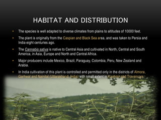 Cannabis sativa | PPTX