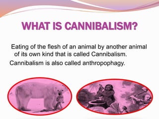 Animal Cannibalism