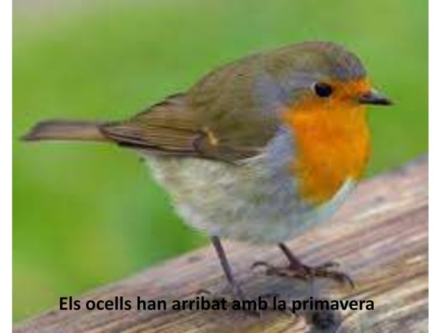 Els ocells han arribat | PPTX