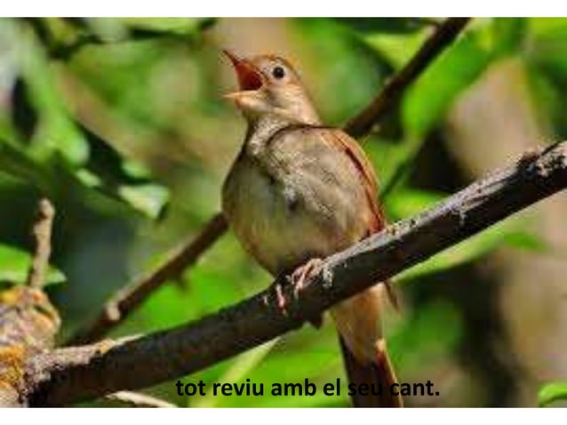 Els ocells han arribat | PPT