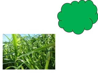 Canção cores | PPT