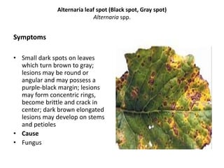 Canola crop diseases A Lecture by Mr Allah Dad Khan | PPTX