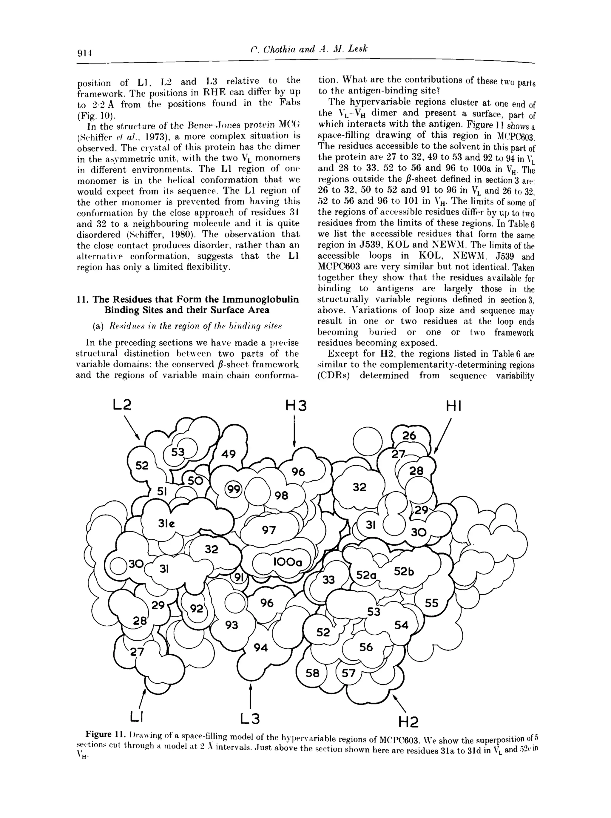 Canonical structures for the hypervariable regions of immunoglobulins | PDF