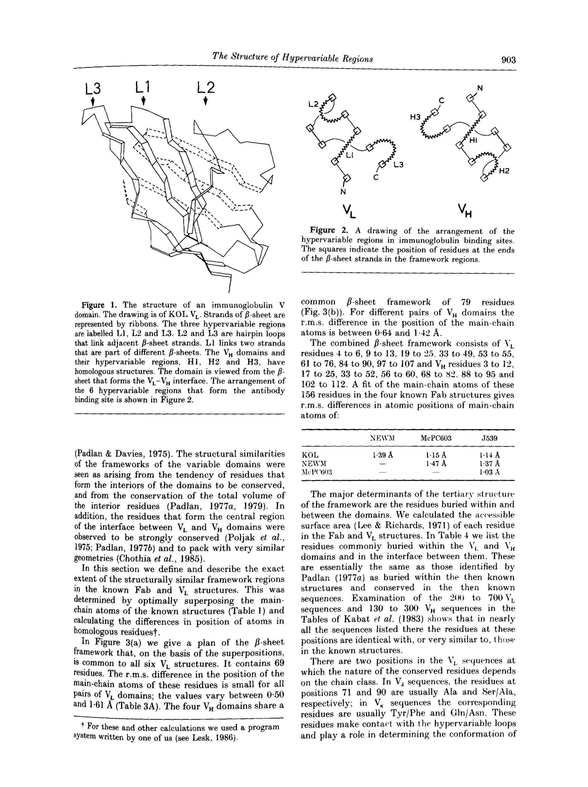 Canonical structures for the hypervariable regions of immunoglobulins | PDF