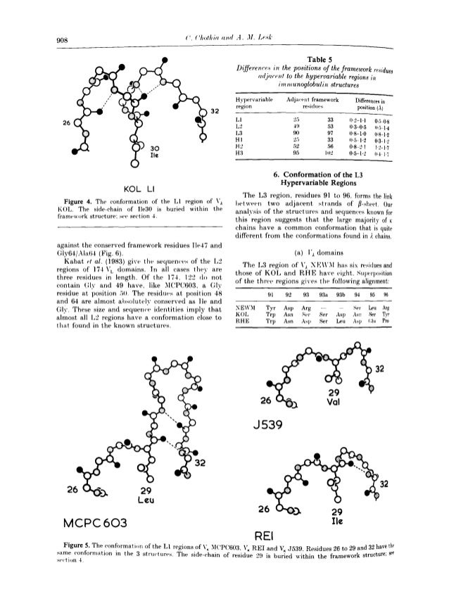 Canonical Structures For The Hypervariable Regions Of Immunoglobulins