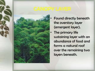 Canopy & light | PPTX