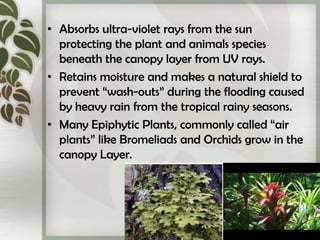 Canopy Layer Plants