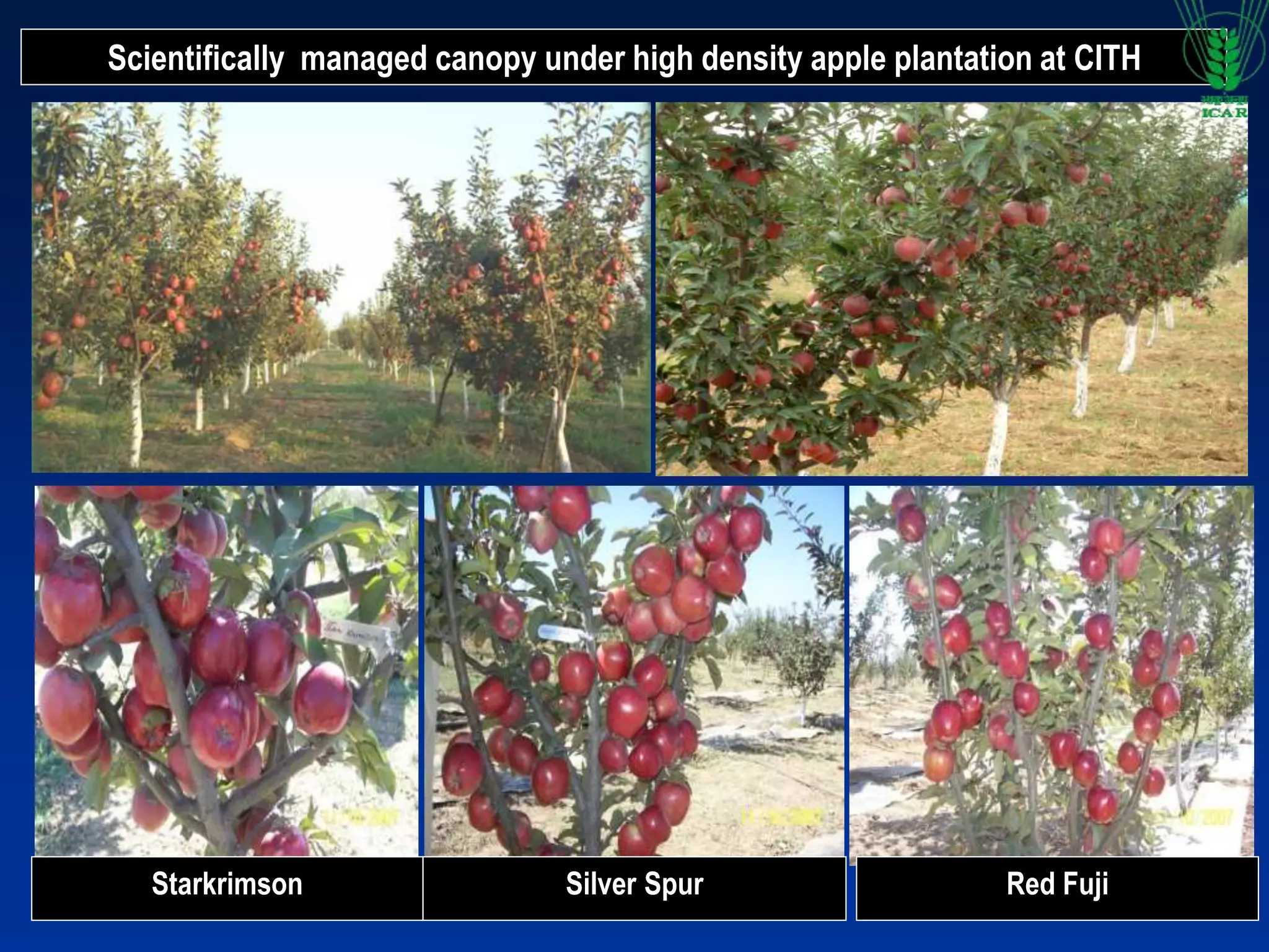 Canopy Managament and HDP in apple.ppt