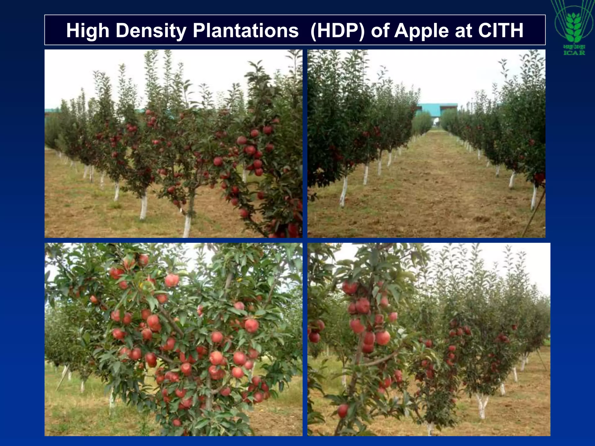 Canopy Managament and HDP in apple.ppt