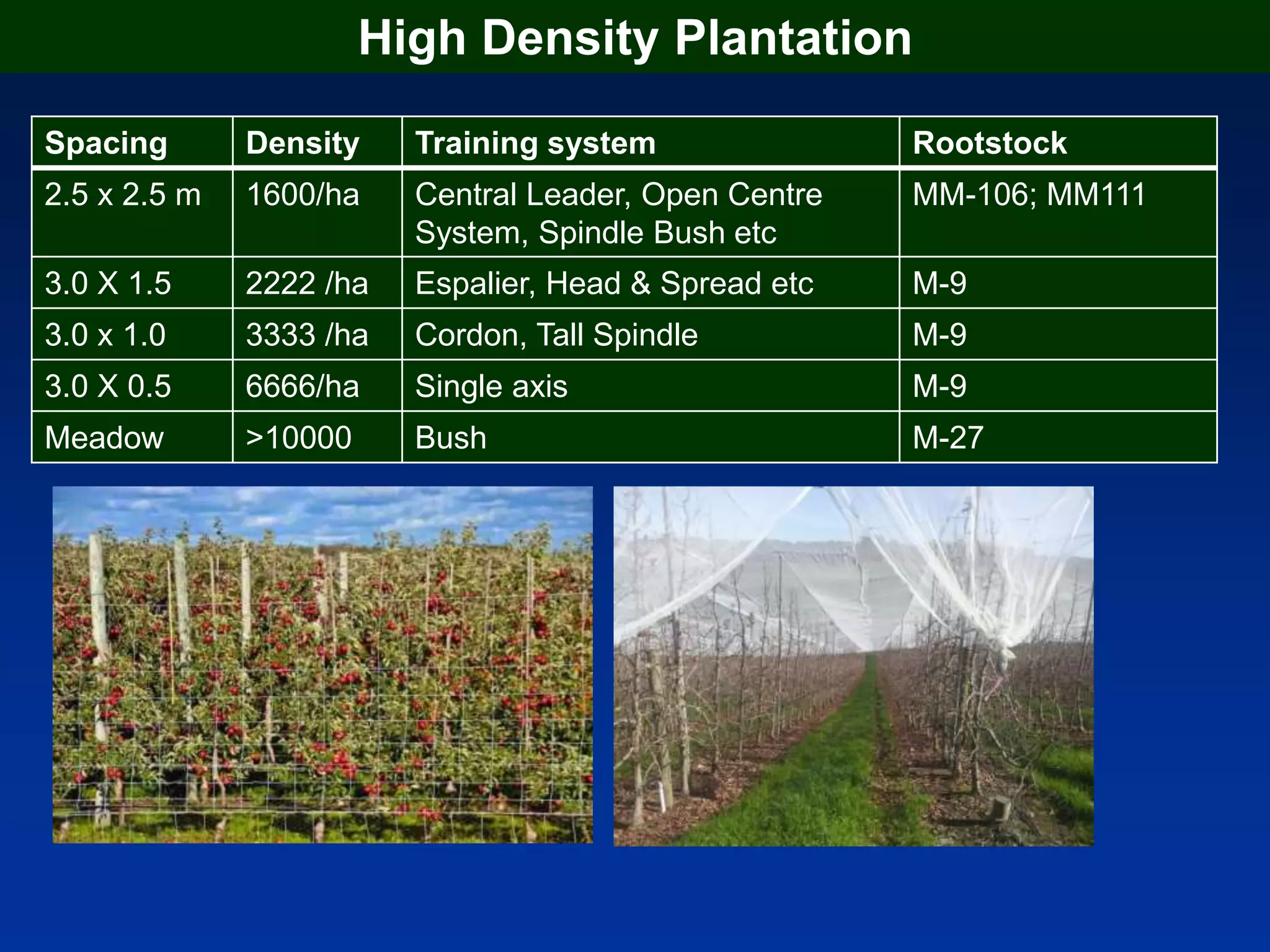 Canopy Managament and HDP in apple.ppt