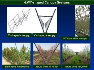 Canopy Managament and HDP in apple.ppt
