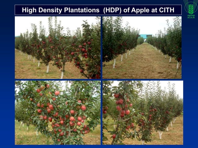 Canopy Managament and HDP in apple.ppt | Agriculture | Industries
