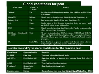 Canopy Managament and HDP in apple.ppt