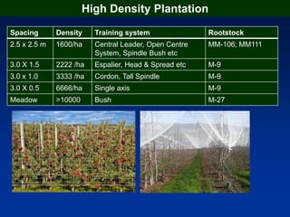 Canopy Managament and HDP in apple.ppt