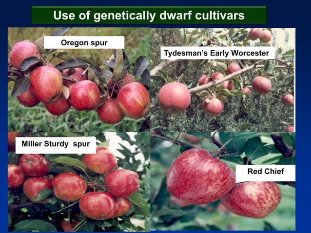 Canopy Managament and HDP in apple.ppt | Agriculture | Industries