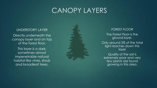 Canopy management | Practices & Information | PDF