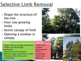 Canopy management mature orchard canopy management – a 20 year grower’s ...