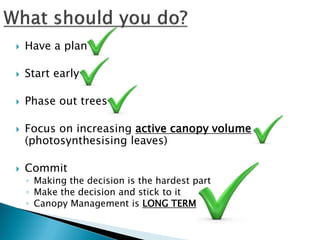 Canopy management mature orchard canopy management – a 20 year grower’s ...