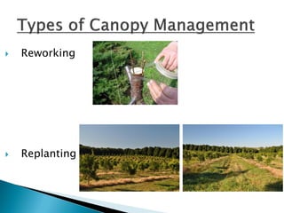 Canopy management mature orchard canopy management – a 20 year grower’s ...