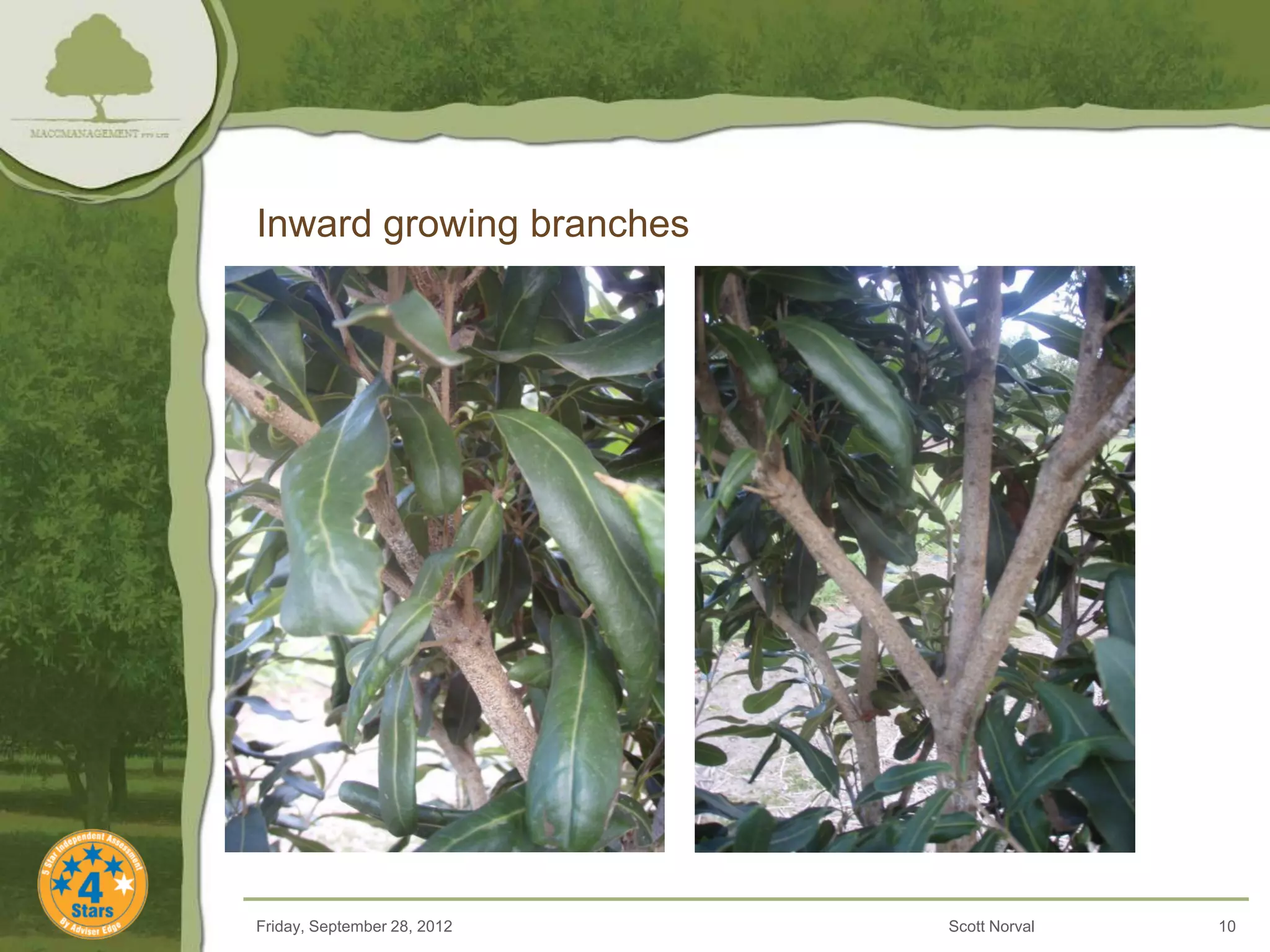 Canopy management young tree canopy management – a broad acre ...