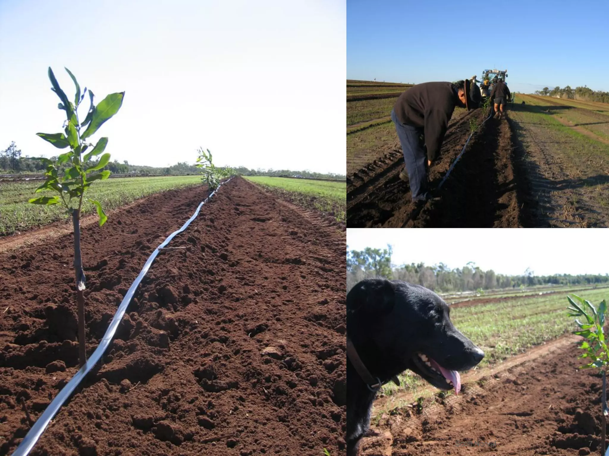 Canopy management young tree canopy management – a broad acre ...