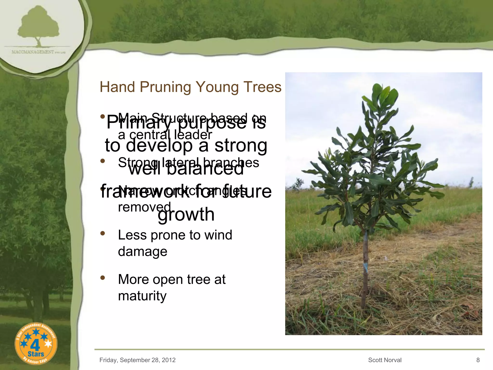 Canopy management young tree canopy management – a broad acre ...