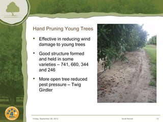 Canopy management young tree canopy management – a broad acre ...