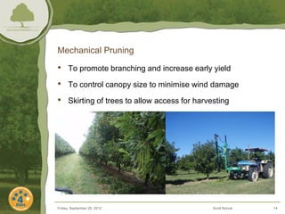 Canopy management young tree canopy management – a broad acre ...