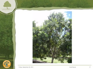 Canopy management young tree canopy management – a broad acre ...