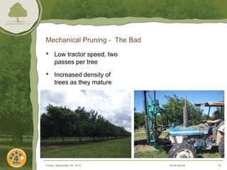 Canopy management young tree canopy management – a broad acre ...