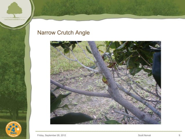 Canopy management young tree canopy management – a broad acre ...