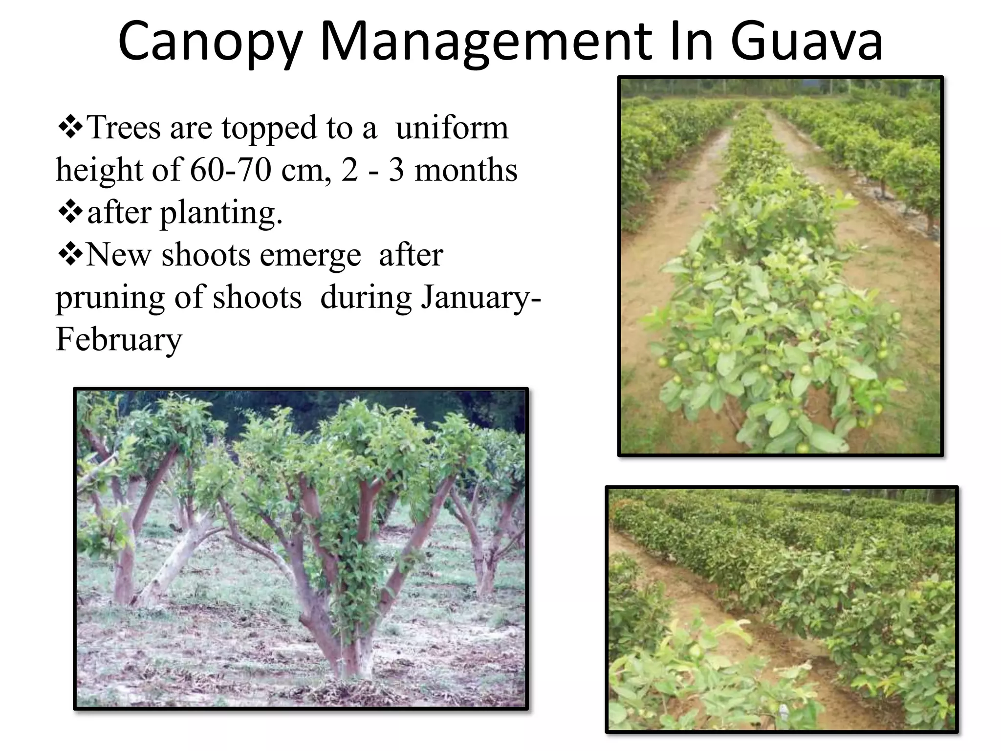Canopy management and Rejuvenation in fruit crops.pptx