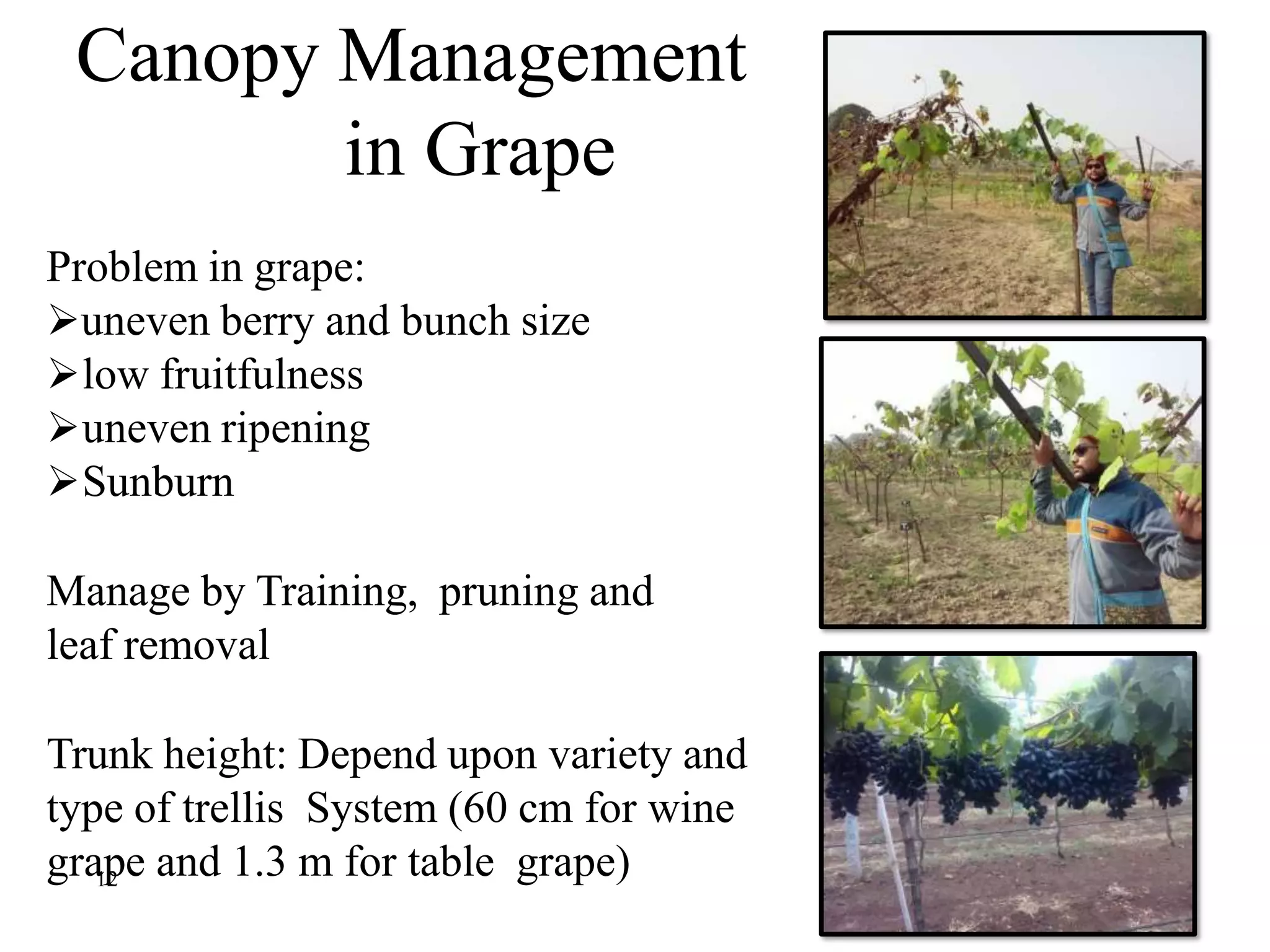 Canopy management and Rejuvenation in fruit crops.pptx