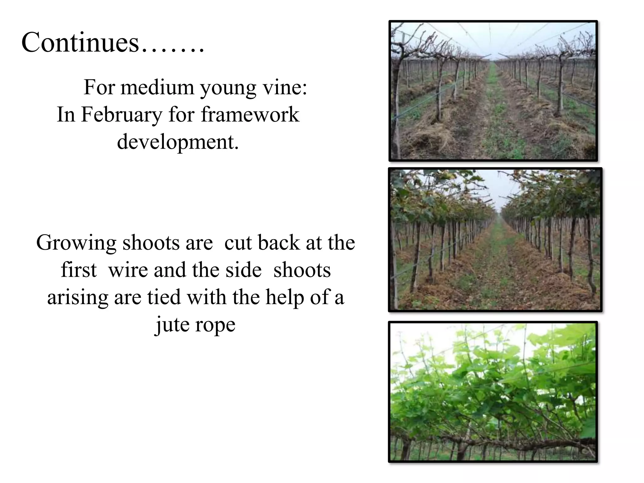Canopy management and Rejuvenation in fruit crops.pptx
