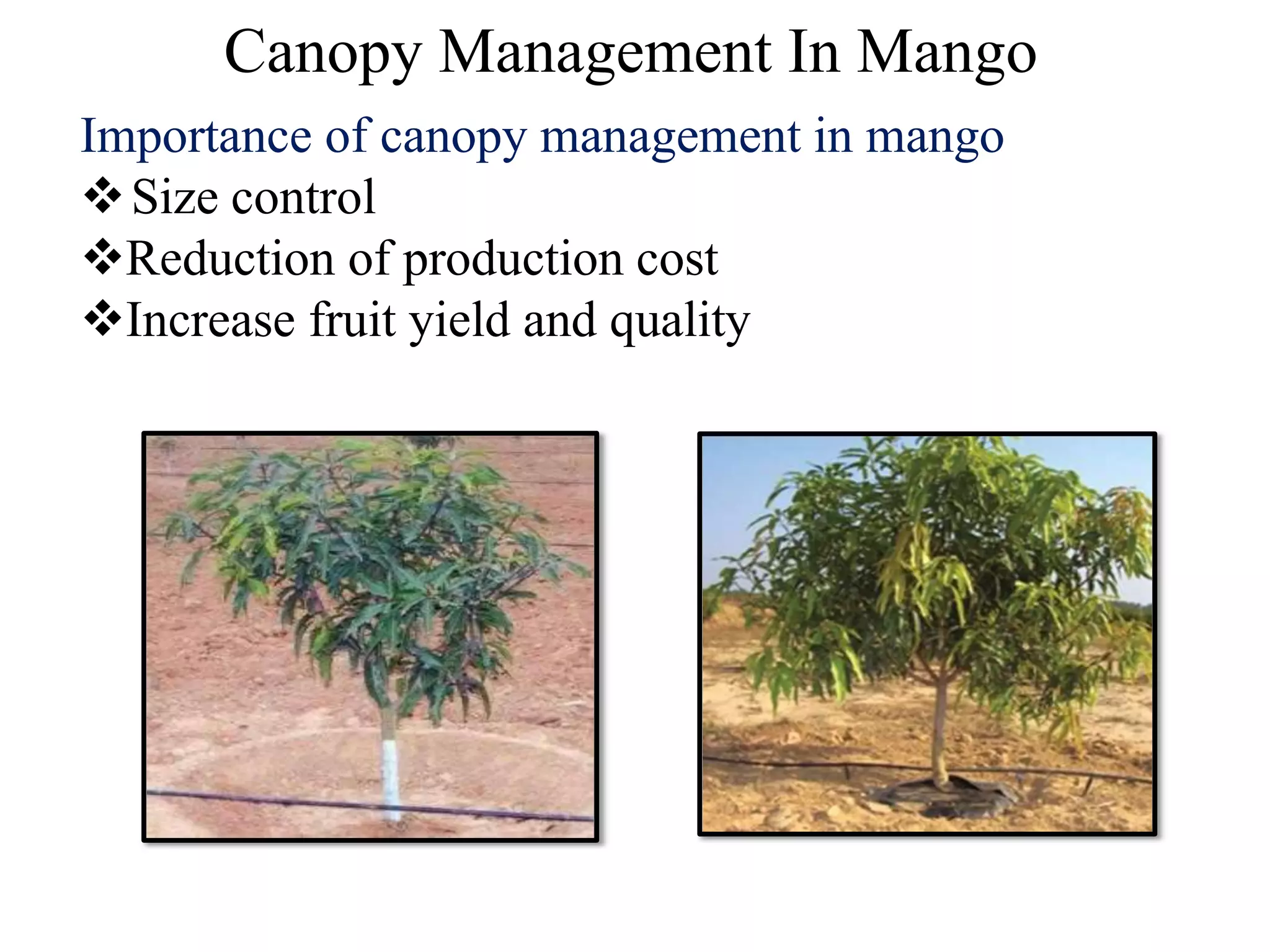 Canopy management and Rejuvenation in fruit crops.pptx