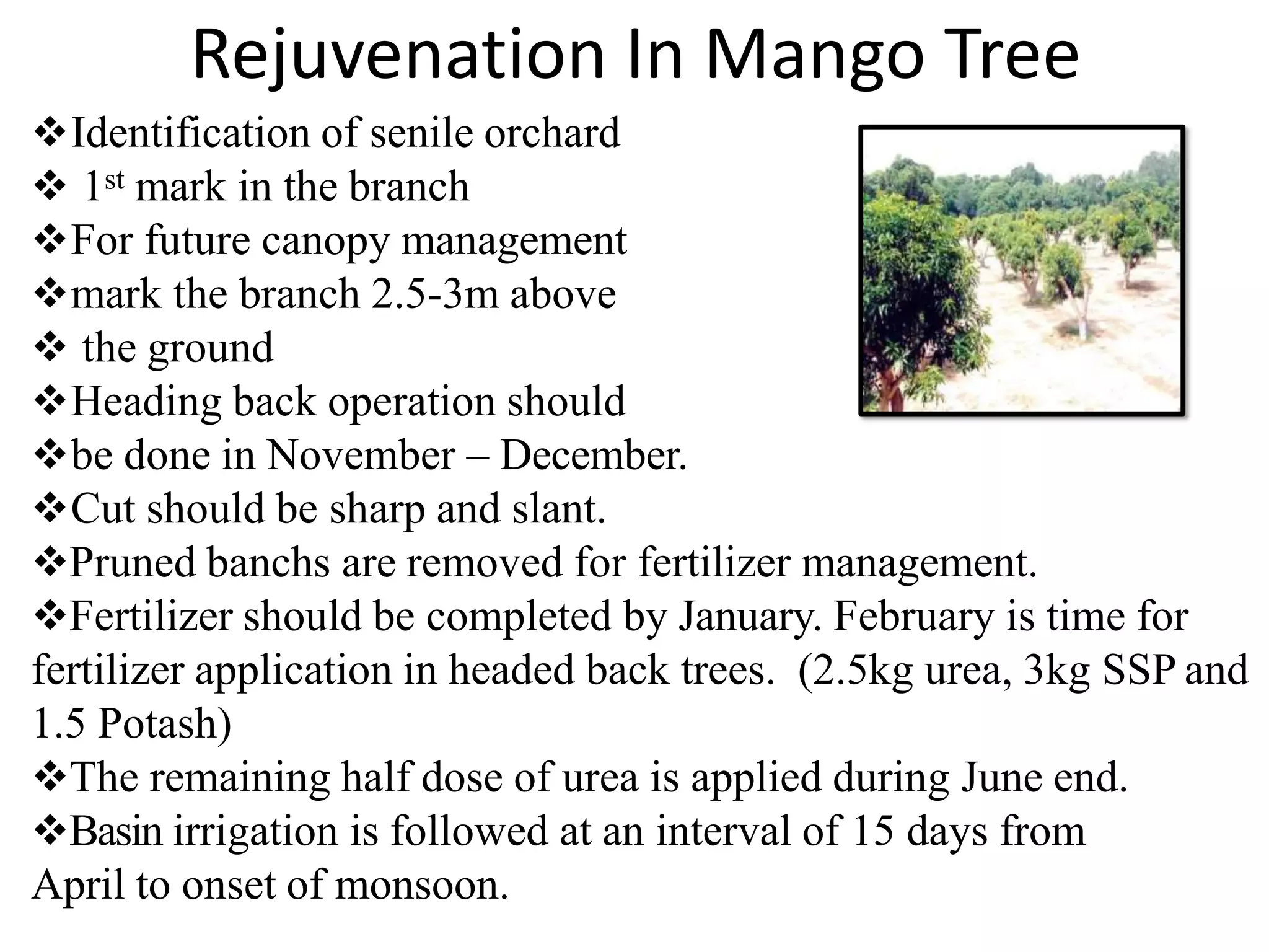 Canopy management and Rejuvenation in fruit crops.pptx