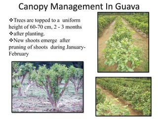 Canopy management and Rejuvenation in fruit crops.pptx
