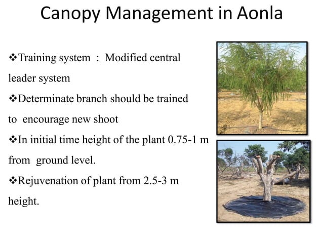 Canopy management and Rejuvenation in fruit crops.pptx
